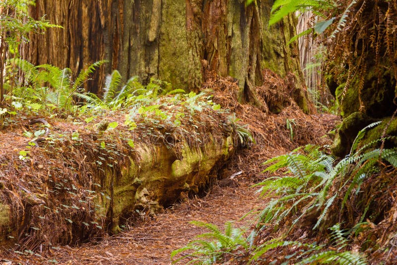 Fallen Redwood Log and Path Stock Image - Image of woods, trunk: 35099005