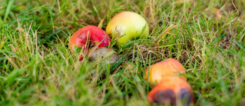 Fallen Ripe Apple on the Lawn Grass Under the Tree Stock Photo - Image ...