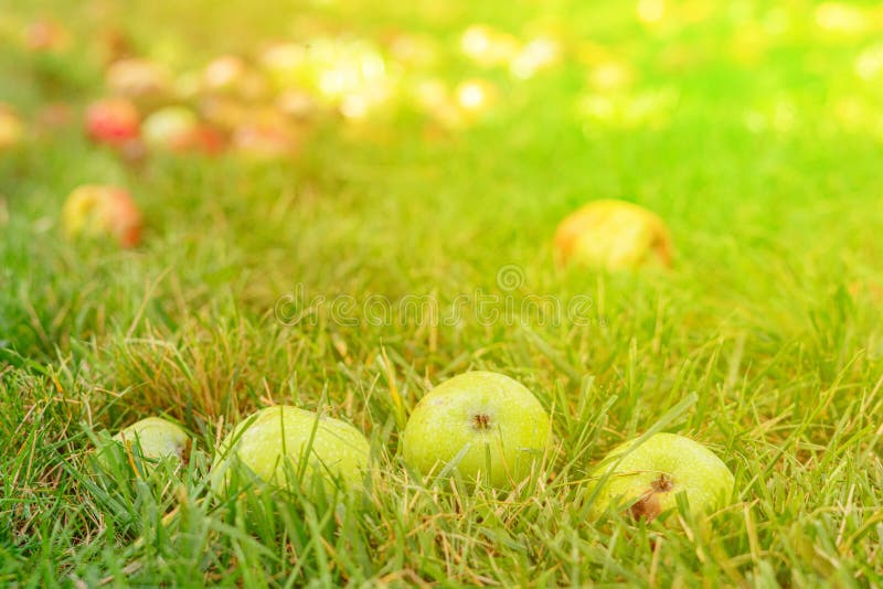 Fallen Ripe Apple on the Lawn Grass Under the Tree Stock Image - Image ...