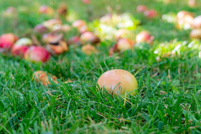 Fallen Ripe Apple on the Lawn Grass Under the Tree Stock Photo - Image ...