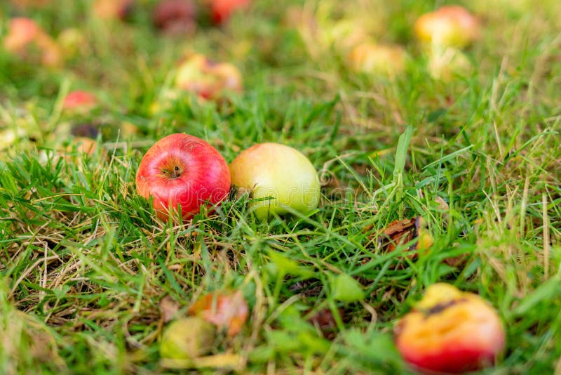 Fallen Ripe Apple on the Lawn Grass Under the Tree Stock Photo - Image ...