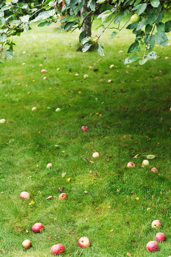 Fallen Ripe Apples Lie on Green Grass Under Tree Stock Image - Image of ...