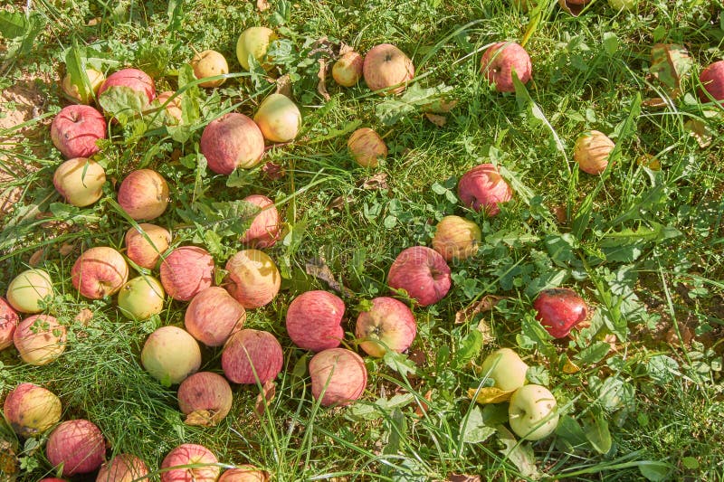 Fallen Ripe Apples Under the Apple Tree on the Grass Stock Image ...
