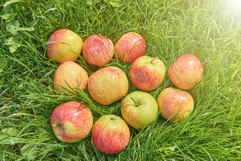 Fallen Ripe Apples Under the Apple Tree on the Grass Stock Image ...