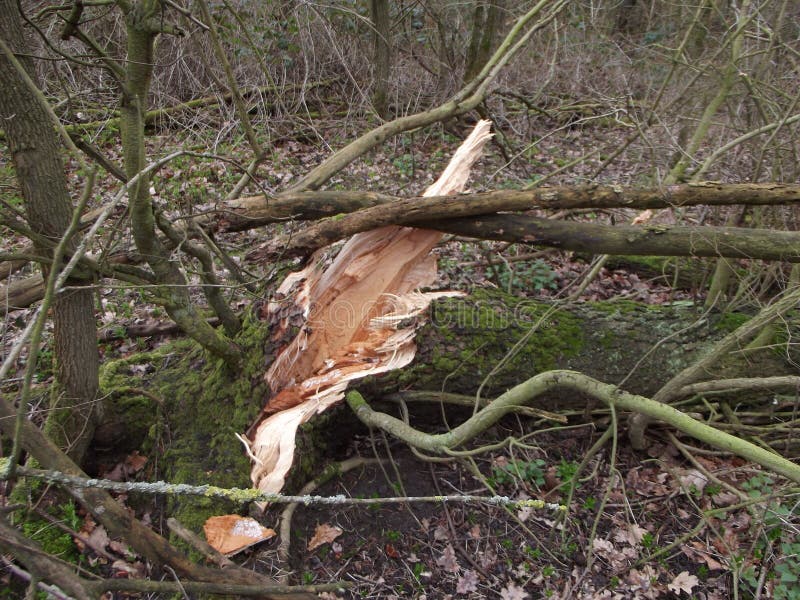 Broken Tree stock image. Image of broken, forest, ripped - 107535227