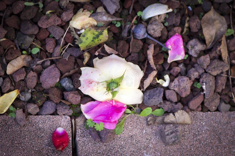 Fallen rose in snow stock image. Image of leaves, forgotten - 36896305