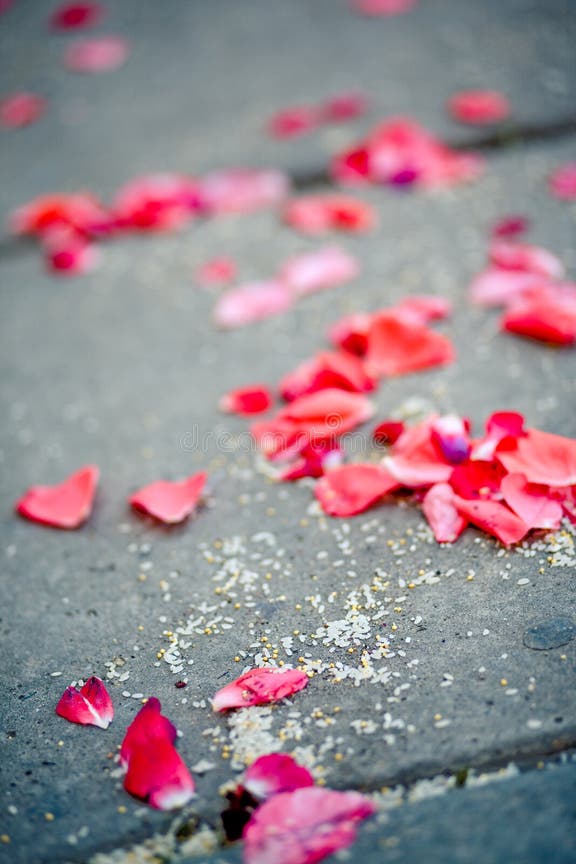 Fallen rose petals stock image. Image of love, card, fragility - 5404927