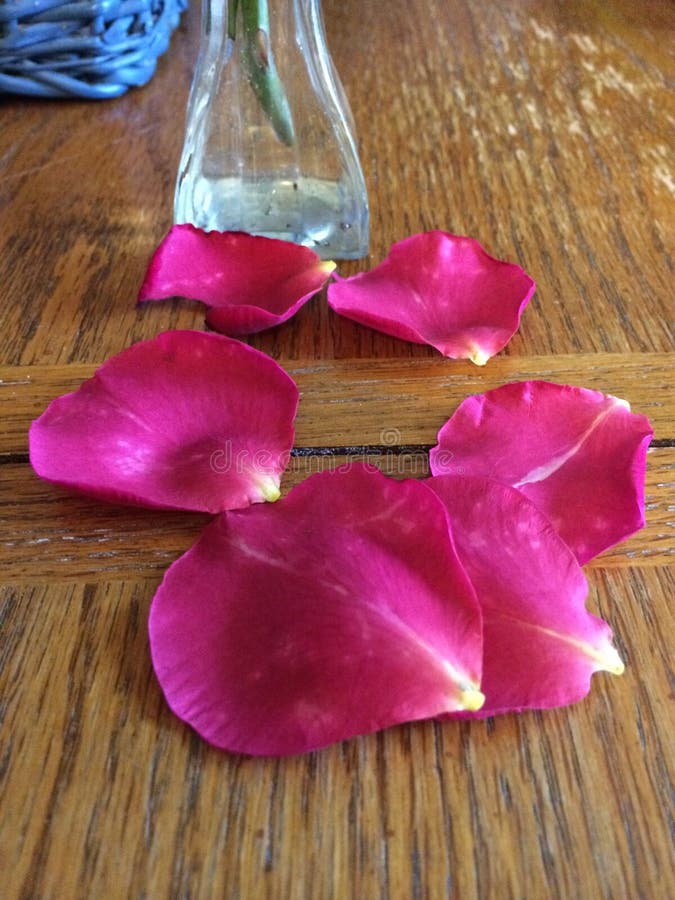 Fallen Rose Petals stock photo. Image of litter, dead - 55834302