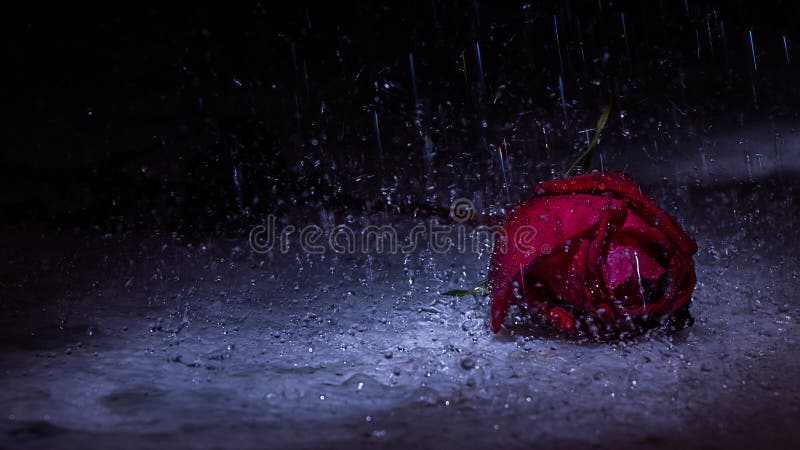 The fallen rose stock image. Image of flower, rose, fallen - 106693341