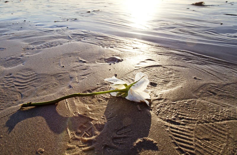 Trampled Rose stock photo. Image of jesus, grungy, botanical - 12207340