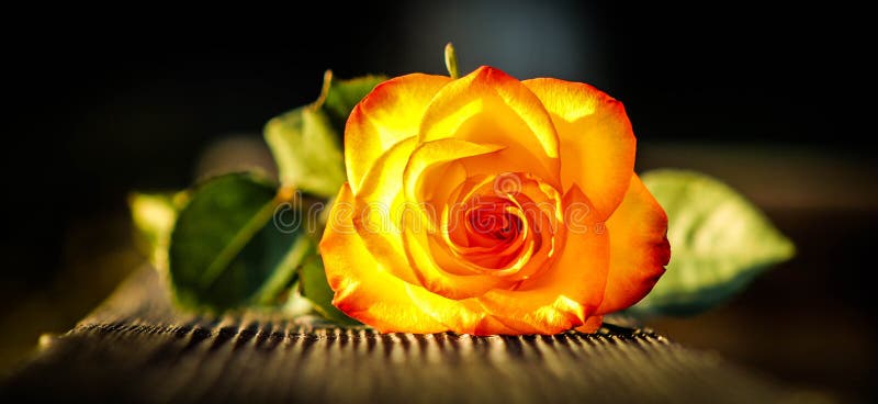 Fallen Rose stock image. Image of sunset, yellow, rose - 57077889