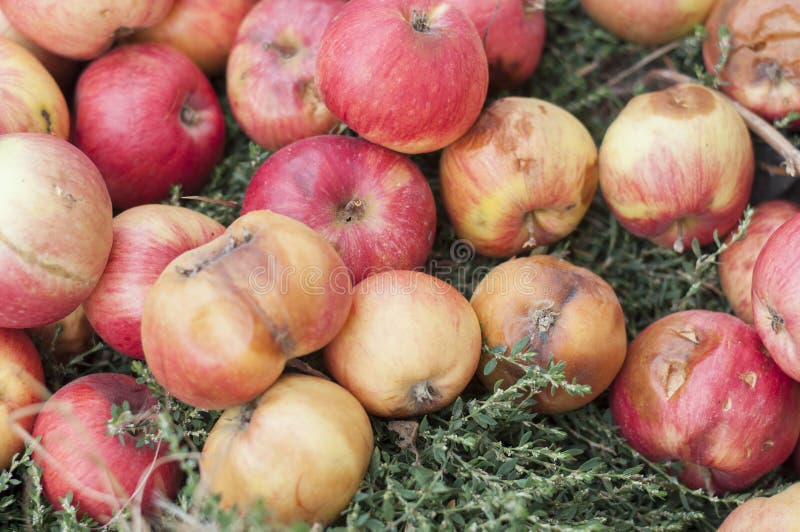 Fallen rot apples stock image. Image of decomposition - 58642049