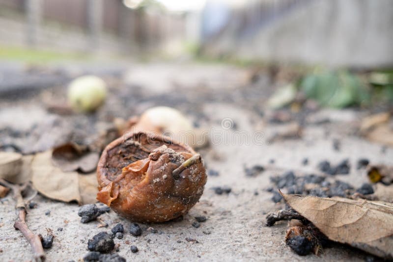 Fallen Rotten Apple on the Pavement. Bottom View. Stock Image - Image ...