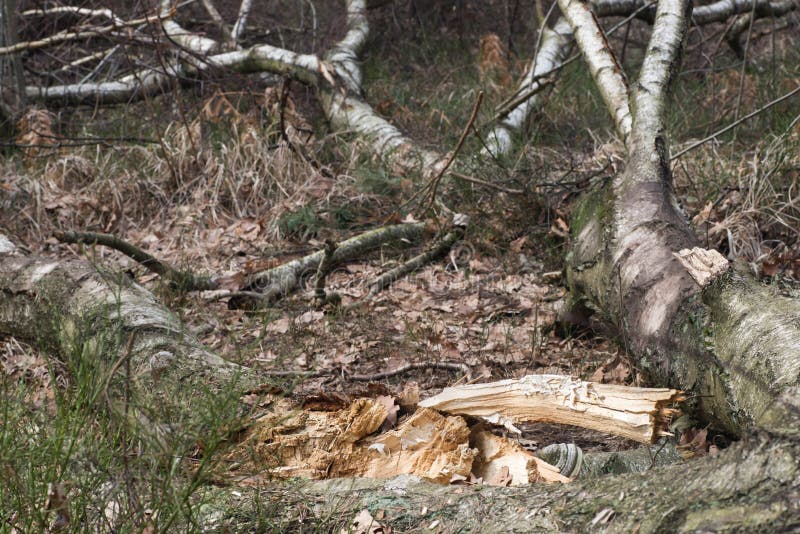 Fallen Rotten Tree with Stump in Forest or Woods Stock Photo - Image of ...
