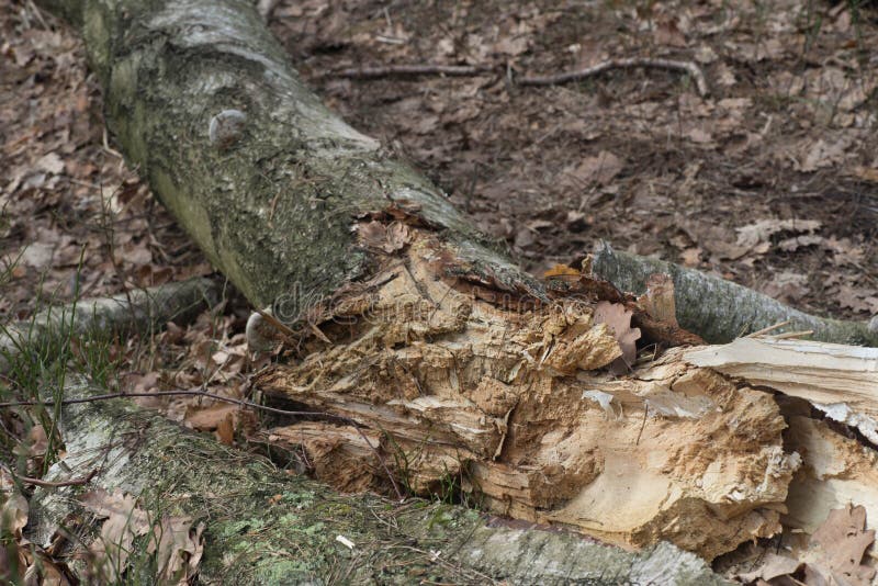 Fallen Rotten Tree with Stump in Forest or Woods Stock Photo - Image of ...