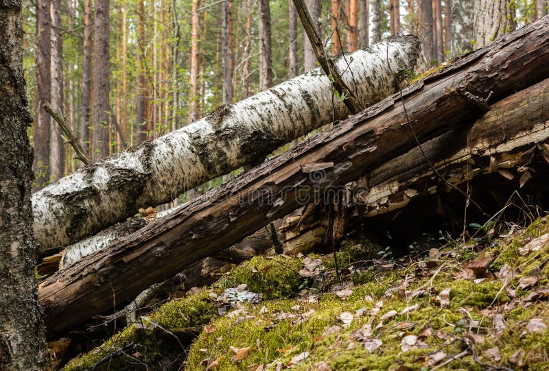 Rotten Birch Trunks in Ridge Forest Stock Photo - Image of spring ...