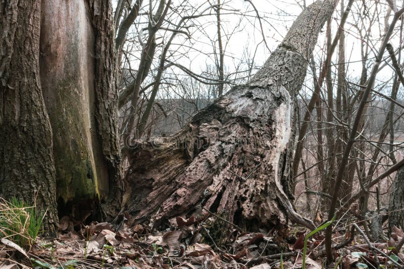 Fallen Rotten Brown Old Tree in Forest Ecosystem Stock Photo - Image of ...