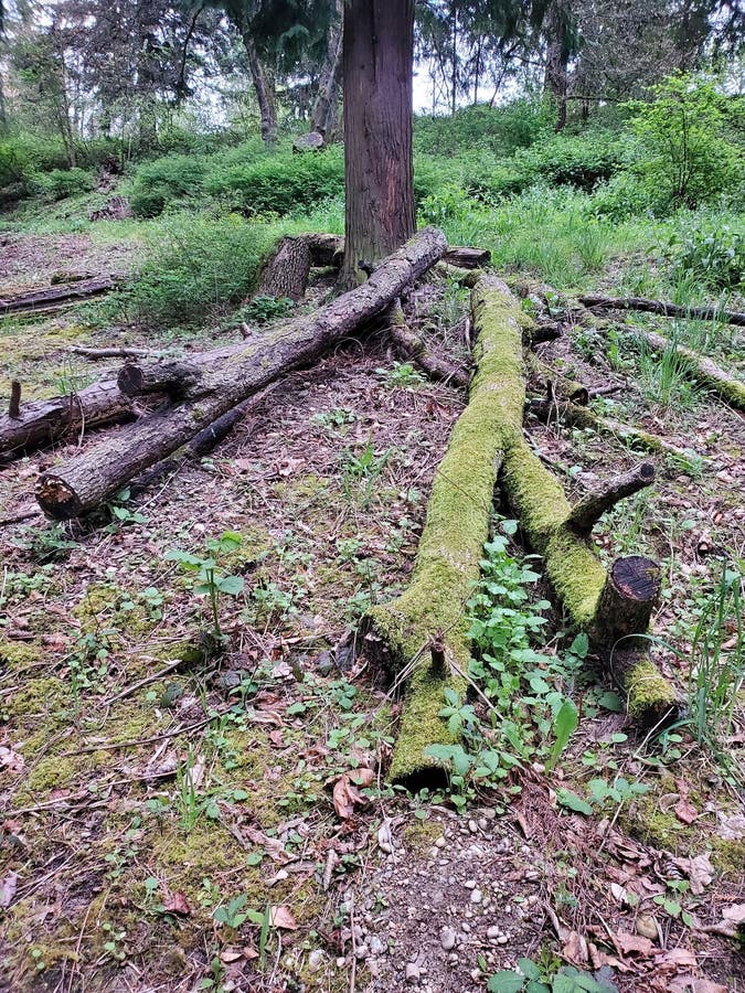 Fallen Dead Logs Arranged in a Pattern 3 Stock Photo - Image of dead ...
