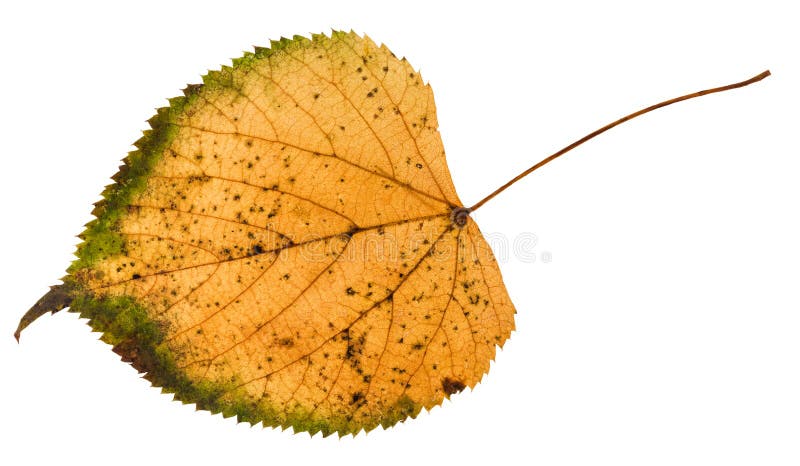 Fallen Rotten Leaf Of Linden Tree Isolated Stock Photo - Image of dried ...