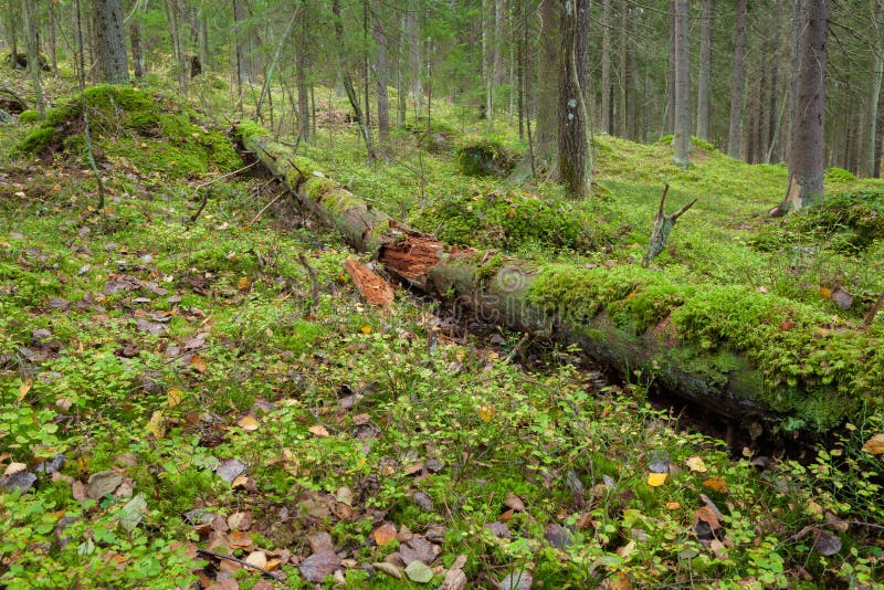 Fallen Rotten Tree in Forest Stock Photo - Image of outdoor, fallen ...