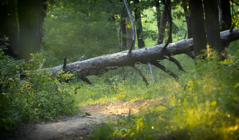 A Fallen Rotten Tree in the Forest. Summer Trees and Foliage Stock ...