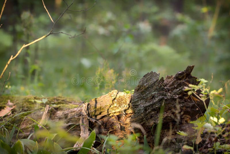 A Fallen Rotten Tree in the Forest. Summer Trees and Foliage Stock ...