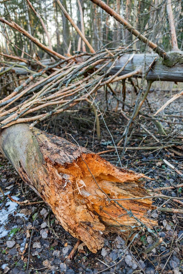 Rotten tree stock photo. Image of line, damage, nature - 188274576