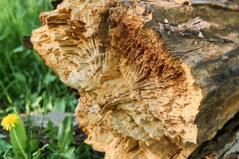 Fallen Rotten Tree on Natural Blurred Background Stock Photo - Image of ...