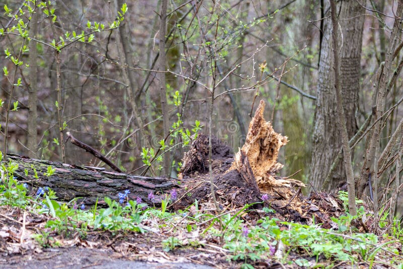 Fallen Rotten Tree in Spring Forest Ecosystem Stock Image - Image of ...