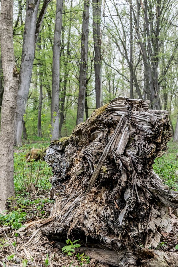 Fallen Rotten Trunk of a Massive Tree Stock Photo - Image of hardwood ...