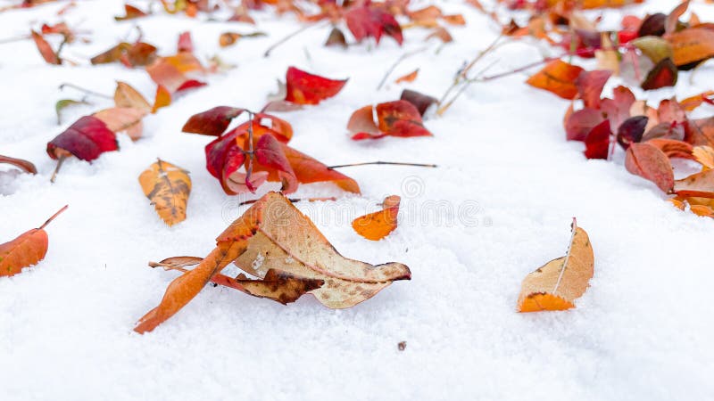 Fallen Rowan Leaves on White Autumn Snow Stock Image - Image of sparse ...