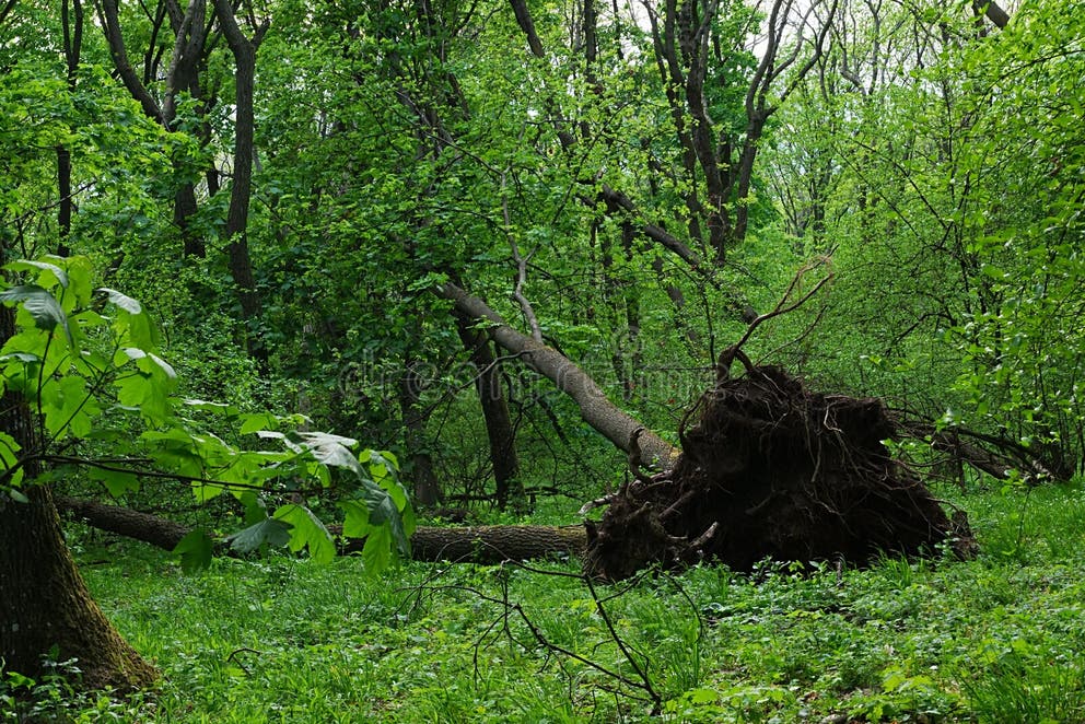 Fallen Sawyer Tree in Dense Broadleaf Forest in Central Europe, during ...