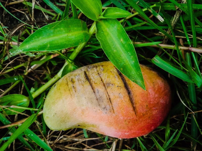 Fallen and Scratched Ripe Mangoes Stock Photo - Image of drawing, mango ...