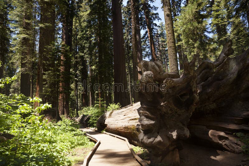 Big Tree national Park stock photo. Image of landmark - 118087340