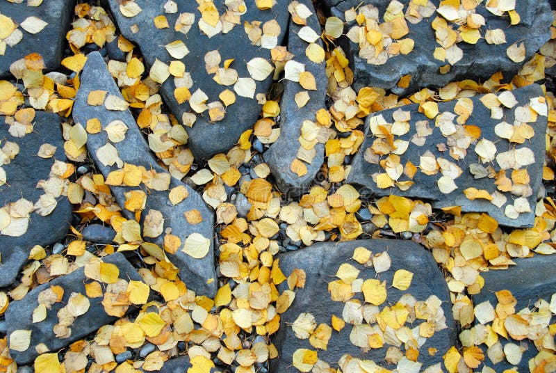 Fallen Silver Birch Autumn Leaves on the Ground Stock Image - Image of ...