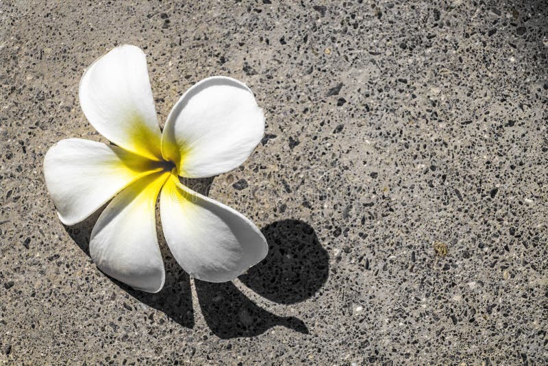 Flower in the pavement stock image. Image of pavment - 107800329