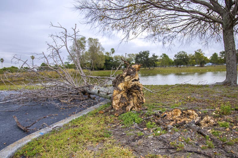 Fallen Snag, Rotten Log stock image. Image of tree, broken - 250785277