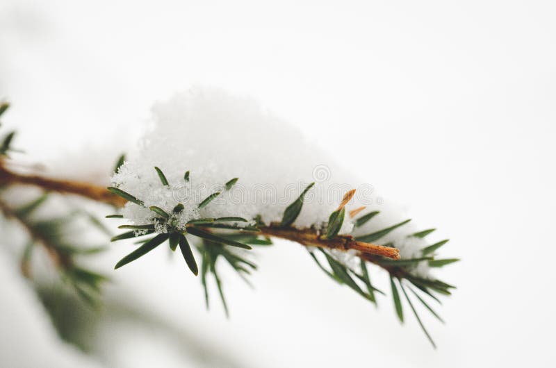 Fallen Snow on Pine Tree Branches. Stock Image - Image of snowflake ...