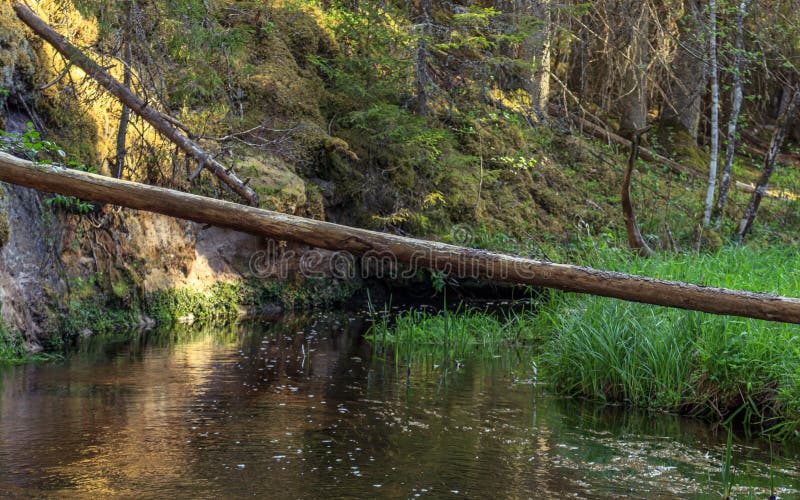 Fallen Soft Tree Across Forest River Stock Photo - Image of park ...