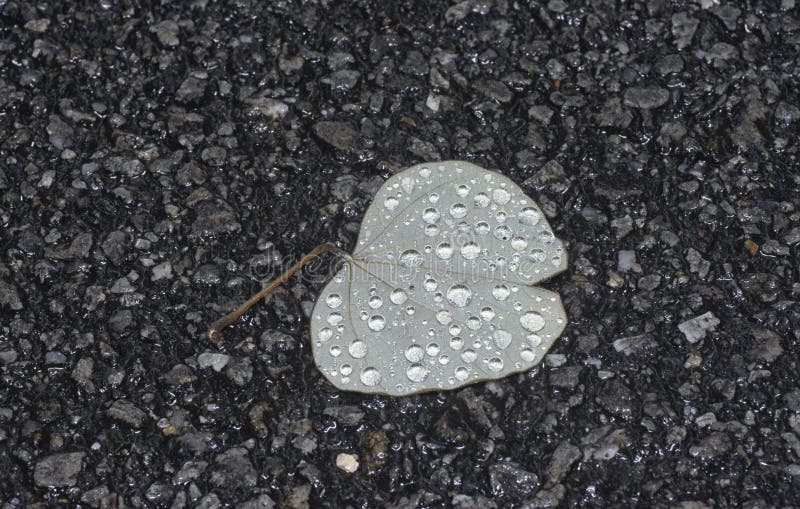Fallen Spade-shaped Leaf on the Street after Rain Stock Photo - Image ...