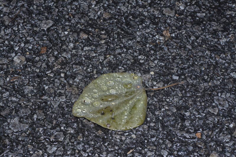 Fallen Spade-shaped Leaf on the Street after Rain Stock Photo - Image ...