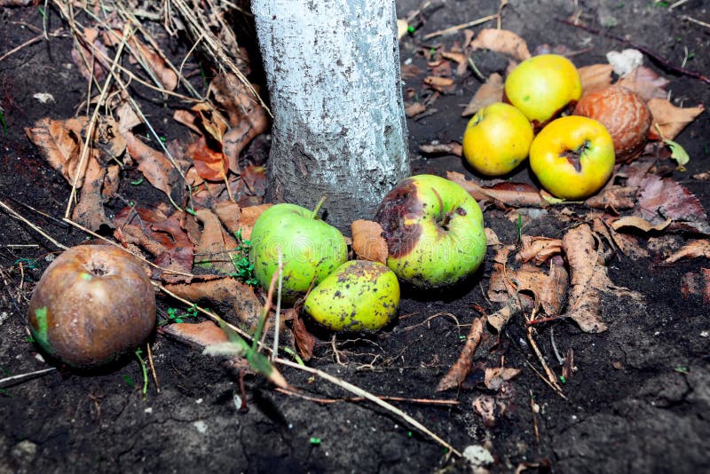 Fallen Apples in the Garden Stock Image - Image of decomposing, food ...