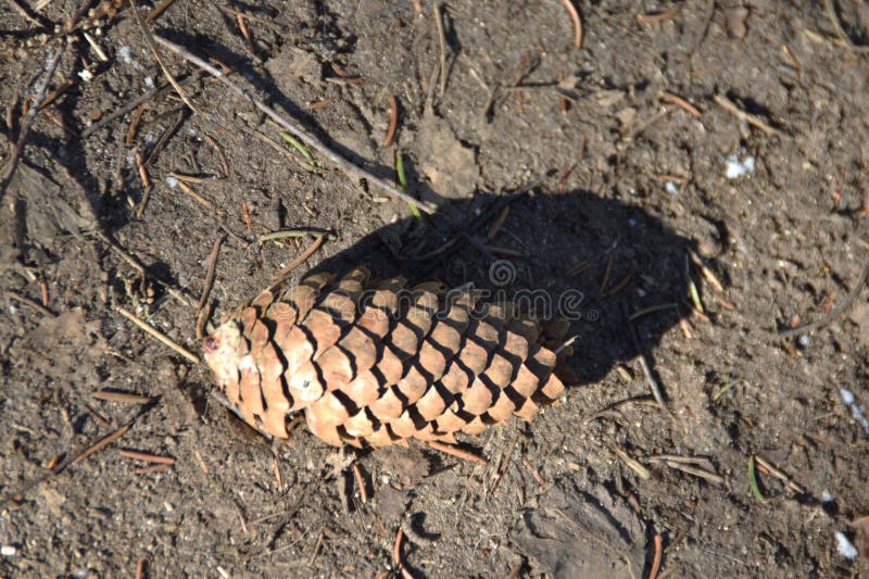 A Cute Spruce Cone stock image. Image of outdoors, coniferous - 374251659