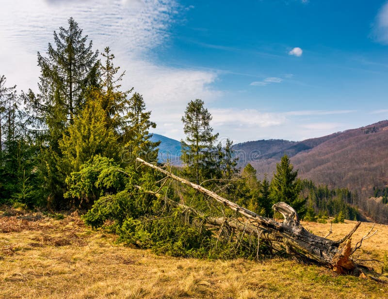 Fallen Spruce Tree on Forested Hills in Springtime Stock Photo - Image ...