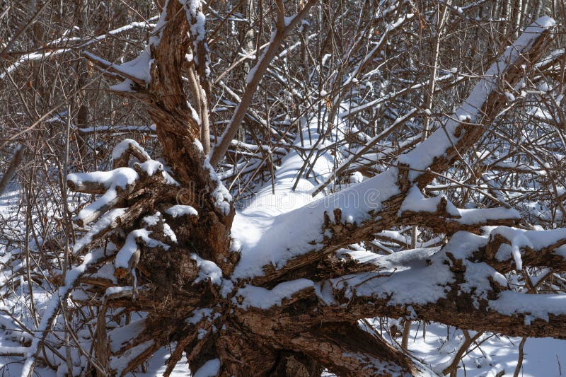 Fallen Spruce Tree Natural Area City Park Stock Photos - Free & Royalty ...