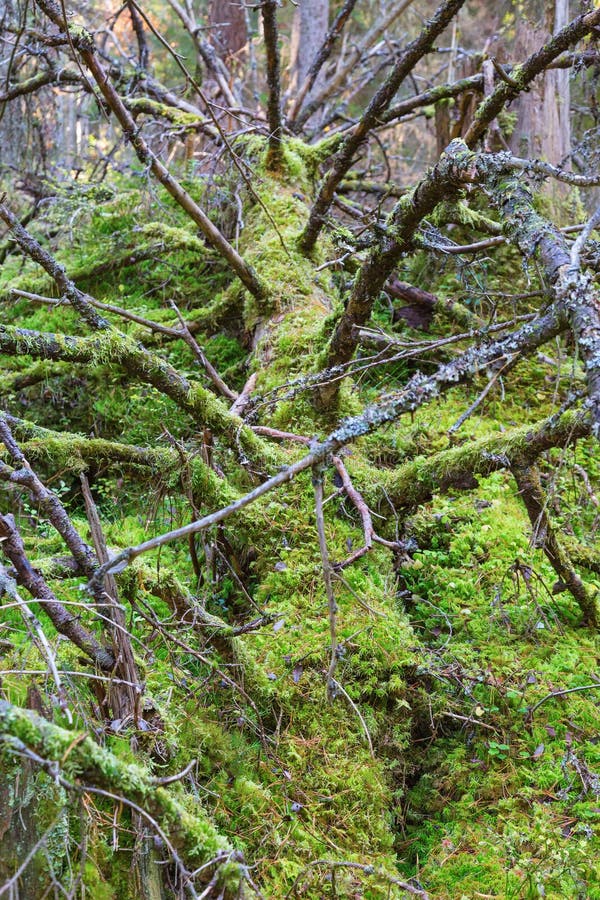 Fallen spruce tree stock image. Image of mossy, broken - 58853163