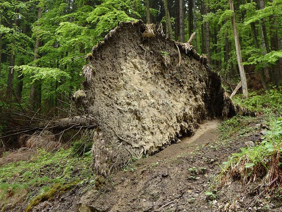 Fallen Spruce tree stock image. Image of wood, damage - 72116235