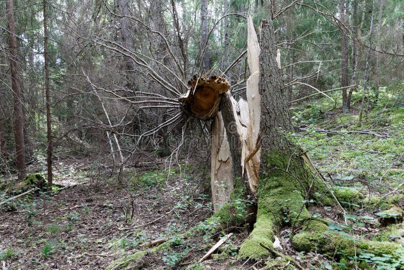 Fallen Spruce Tree after the Storm Stock Image - Image of scenic, park ...