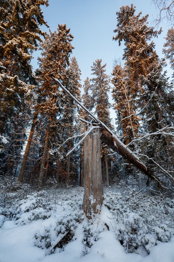 Fallen spruce stock photo. Image of boreal, towering - 74248284