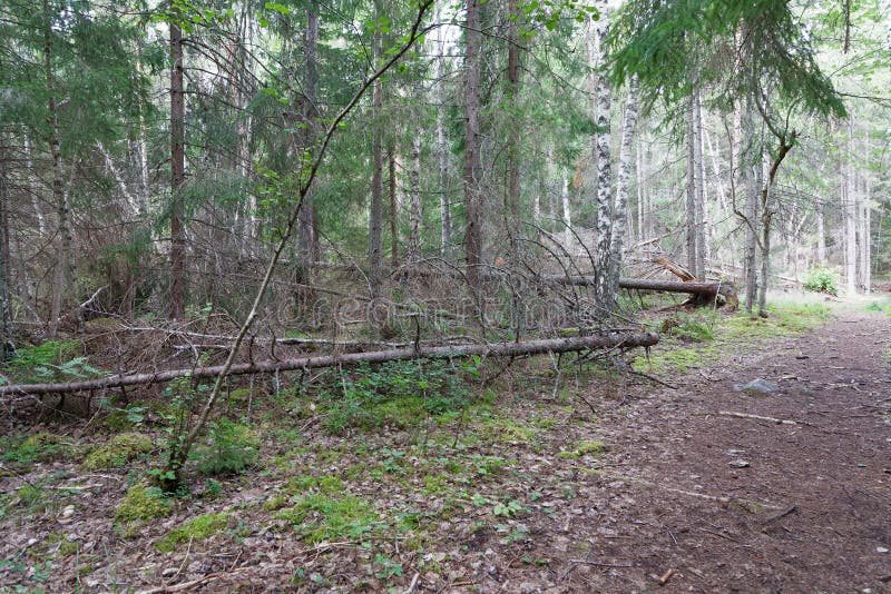 Fallen trees in the forest stock photo. Image of scenic - 211388202